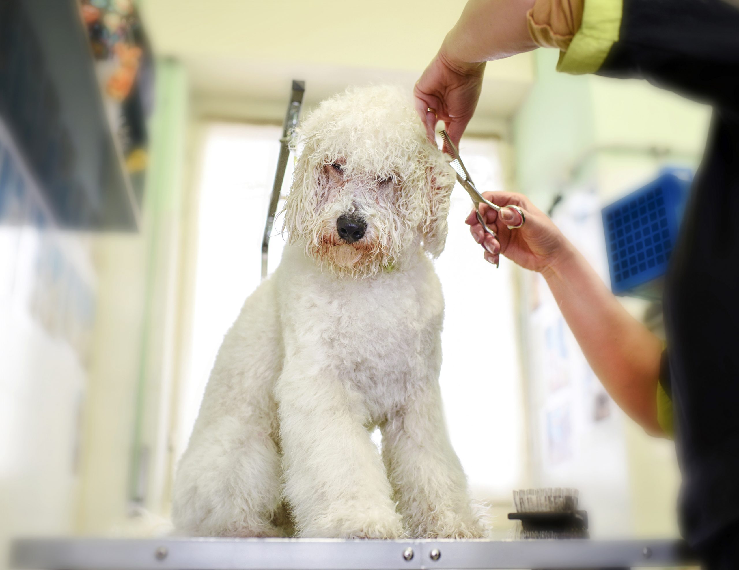 Labradoodle vachtverzorging: Tips en advies voor een gezonde vacht ⋆ ...